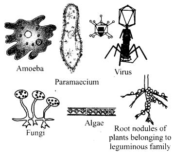 RBSE Solutions For Class Science Chapter Micro Organisms