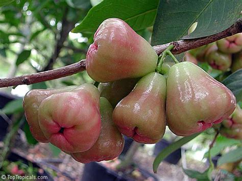 Syzygium Samarangense Syzygium Javanicum Eugenia Javanica Common