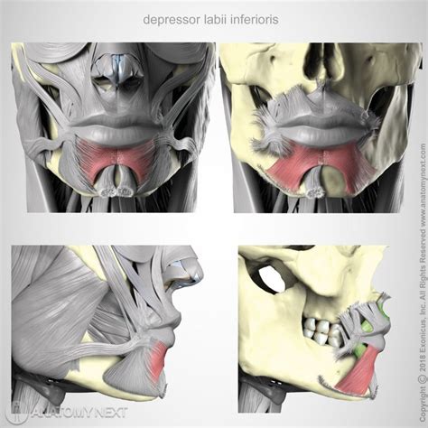 Depressor Labii Inferioris Encyclopedia Anatomy App Learn Anatomy