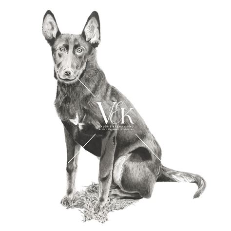 Dingo Valerie Keenan