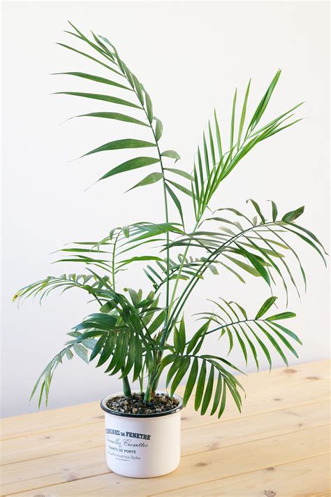 A Potted Plant Sitting On Top Of A Wooden Table