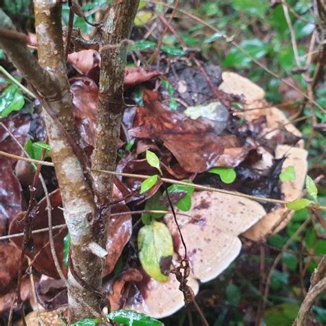 아까시흰구멍버섯