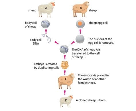 Diagrama De Dolly La Oveja Clonada