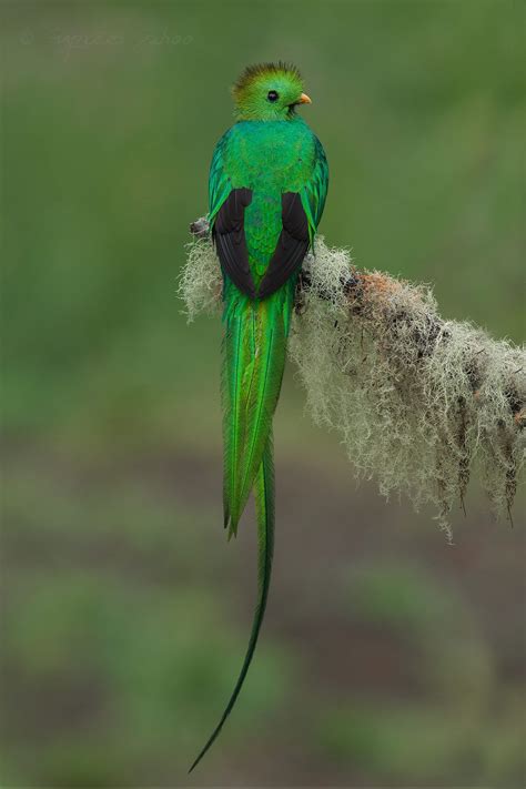 Temas De Interes Aves En Peligro De Extinción 3