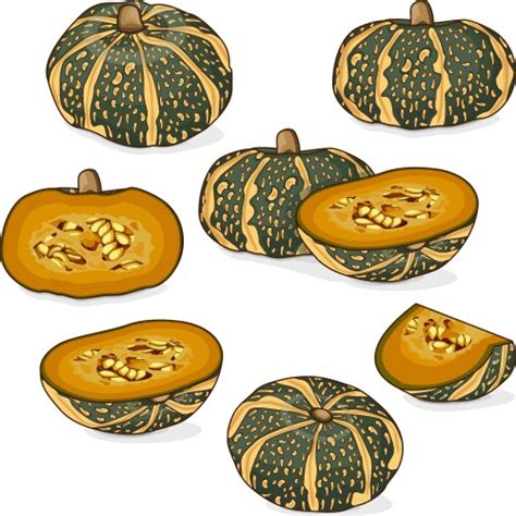 Chopped Delica Winter Squash Clip Art Royalty Free Vector