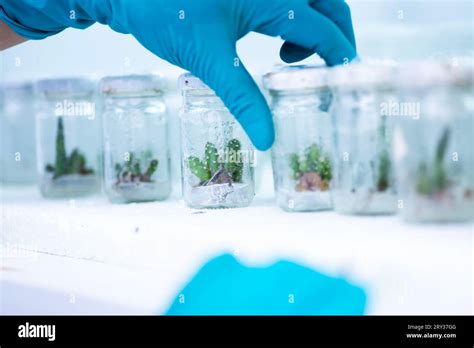Plant Tissue Culture For Agricultural Research Stem Cell Regeneration