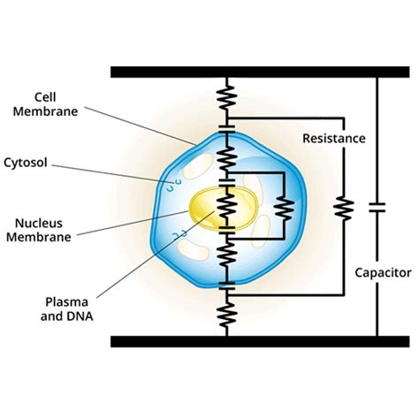 Adaptive Electrotherapy In Electro Neuro Feedback Enf 2025