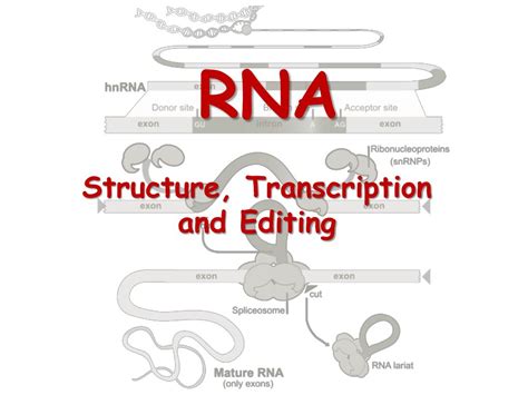 PPT RNA PowerPoint Presentation Free Download ID