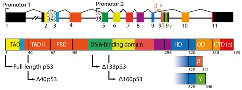 P53 Isoforms And Their Implications In Cancer