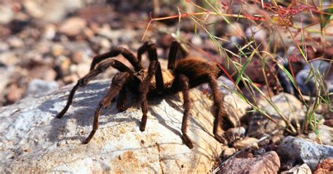 How To Tell If A Rose Haired Tarantula Is Male Or Female Ehow Uk