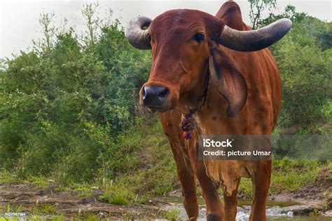 Virus Infected Cow Lumpy Skin Disease In India Cow Skin Disease Virus