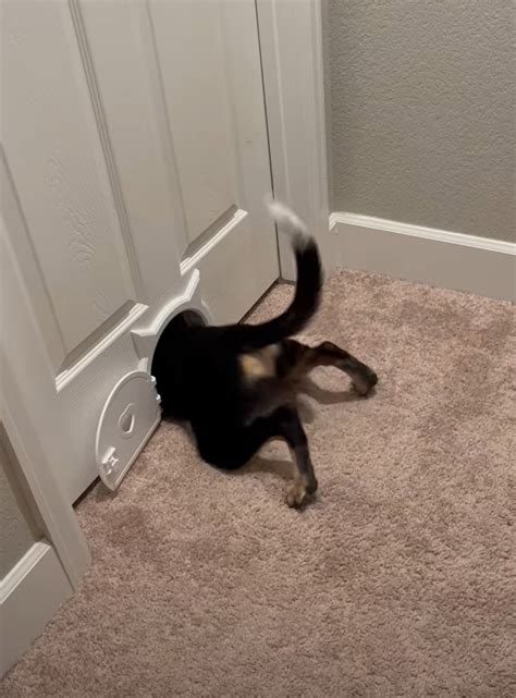 ドアには猫用の小さなペットドアが。この狭いスペースを犬が通り抜けようとします！！ Cube ニュース