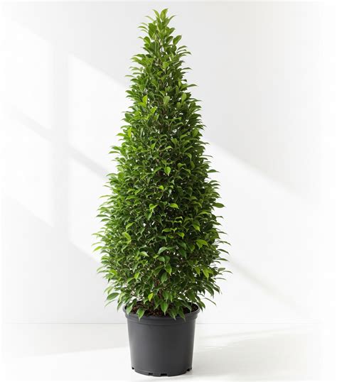 Ficus Cone Plants Xpert