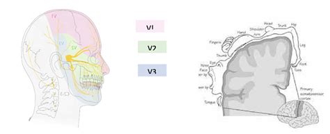 The Trigeminal Nerve Trigeminal Nerve Injuries