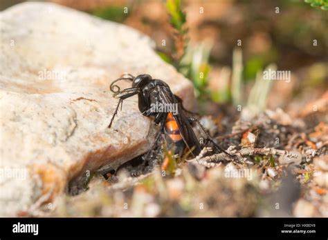 Black Banded Spider Wasp Anoplius Viaticus In A Sandy Heathland