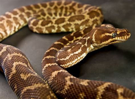 Rough Scaled Python Facts And Pictures Reptile Fact