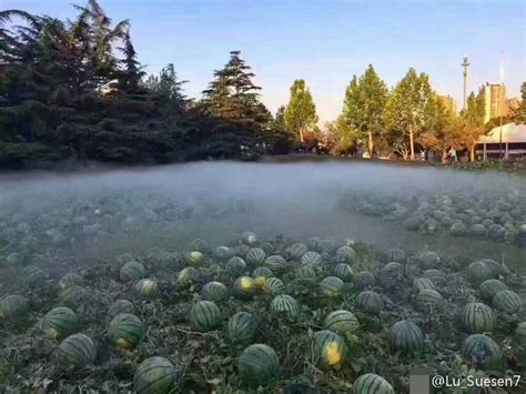 一夜之间中央美术学院铺满西瓜 手机凤凰网