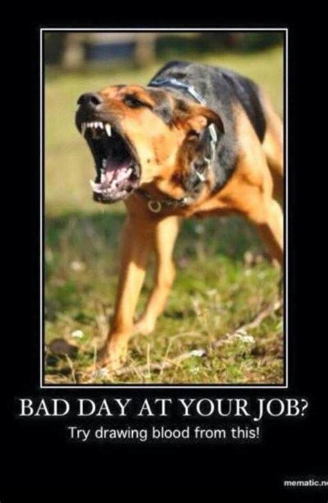 Vet School Humor Vet Tech Humor Job Humor Veterinarian School
