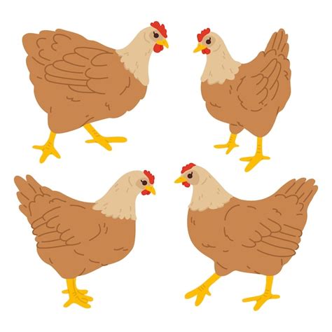 Premium Vector A Cartoon Chicken In Four Different Poses