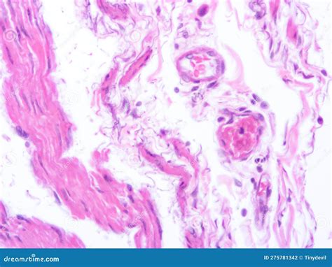 Picture Of Histology Human Tissue With Microscope From Laboratory Not