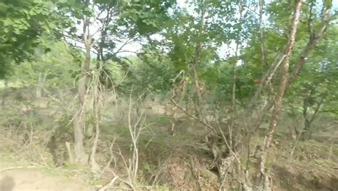 延边大黄牛五月上山八月下山，小杨一家三口去接牛回家，啥待遇？ 延边小杨一家 延边小杨一家 哔哩哔哩视频