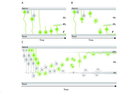 Modes Of Neuronal Migration In The Retina A B Scheme Of Different Download Scientific