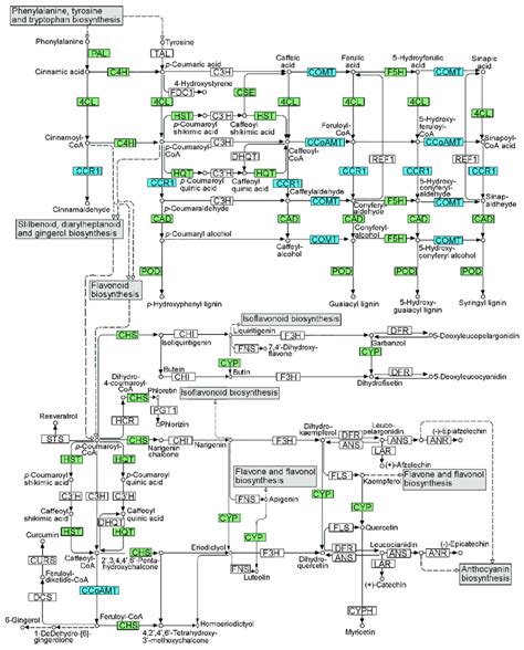Schematic Representation Of Secondary Metabolite Pathway Map For