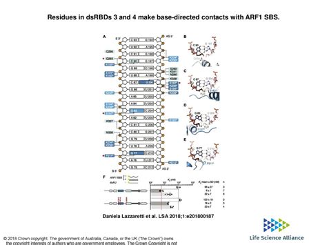 Residues In Dsrbds 3 And 4 Make Base Directed Contacts With Arf1 Sbs