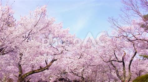 春爛漫 満開の美しい桜 0410 No 271971｜写真素材なら「写真ac」無料（フリー）ダウンロードok