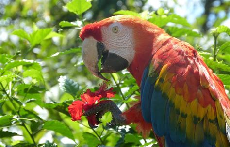 Five Best Huge Parrots To Keep As Petsinteresting Article