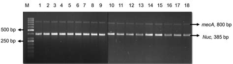 A Quechers Cyanin Based Chromogenic Method For The Sensitive Identification Of Mrsa From Various
