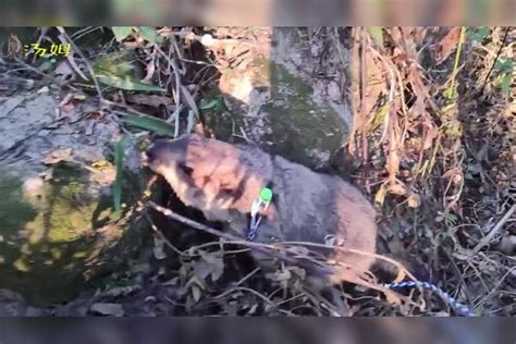 土拨鼠在山里遇到漂亮的猫咪猫鼠大战一触即发谁会更胜一筹 猫鼠 猫咪 土拨鼠