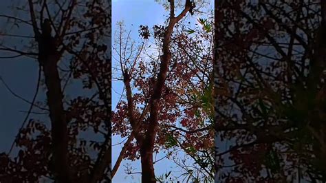 বসন্তের আগমনে গাছ থেকে পাতা ঝরে পড়ার দৃশ্য মনোরম প্রকৃতি ️ ️ Youtube