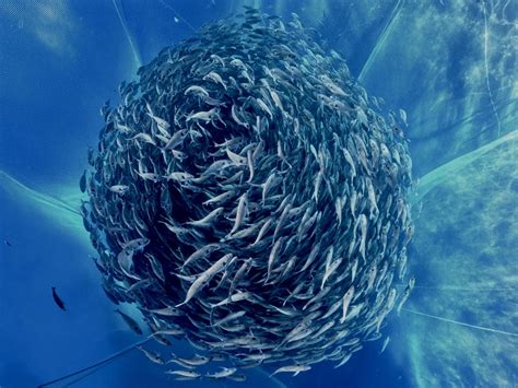 Aquaculture Tourism An Unexpected Synergy For The Blue Economy Responsible Seafood Advocate