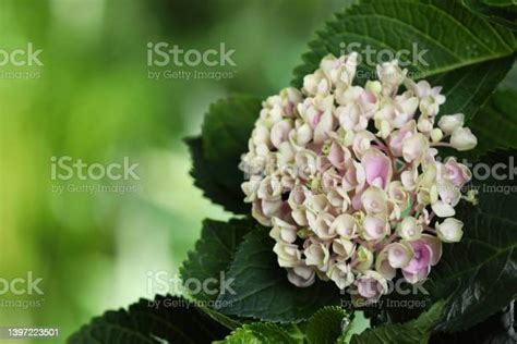 밝은 꽃이있는 아름다운 Hortensia 식물 근접 촬영 0명에 대한 스톡 사진 및 기타 이미지 0명 개화 계절 Istock