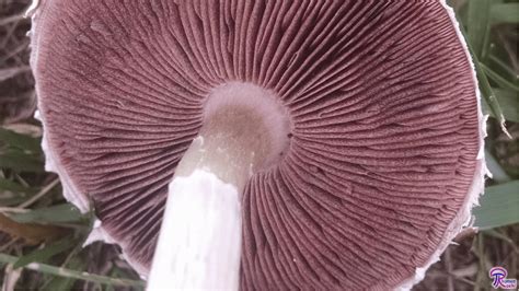 174 The Genus Agaricus Fungus Fact Friday