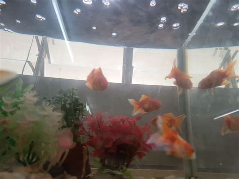 Kakada Roboflow Universe