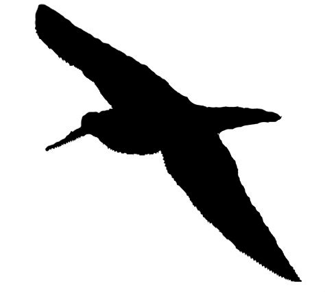 Bird Silhouette Png Clipart Best Clipart Best Clipart Best
