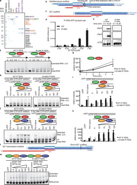 Protein Preparation And Phosphorylation Activity Of P Tefb And Rna Download Scientific Diagram