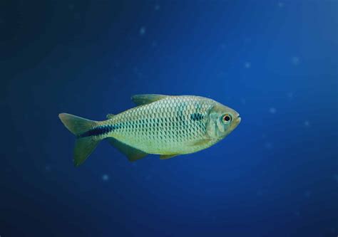 Produção De Lambari 3 Coisas Que Você Precisa Saber