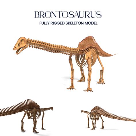💀 Brontosaurus Skeleton Fully Rigged Classic Sauropod・ 3d File For 3d
