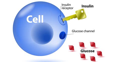 우리 몸에서 가장 중요한 효소와 호르몬 침샘의 아밀라아제amylase 와 췌장의 인슐린insulin 네이버 블로그