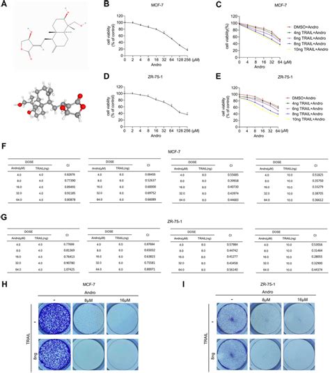 Andro Combined With Trail Synergistically Suppresses Breast Cancer