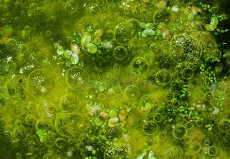 Freshwater Algae Spirogyra Release Oxygen Into The Air Oxygen Synthesis In Water Bodies Stock