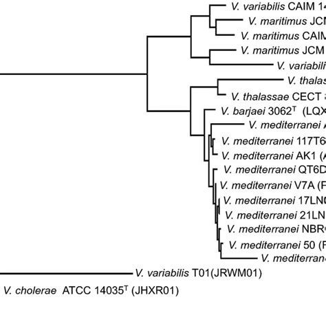 Phylogenetic Tree Based On Concatenated Sequences Of 139 Single Copy Download Scientific