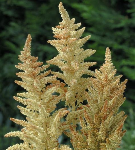 Autumn Touch Amaranth John Scheepers Kitchen Garden Seeds