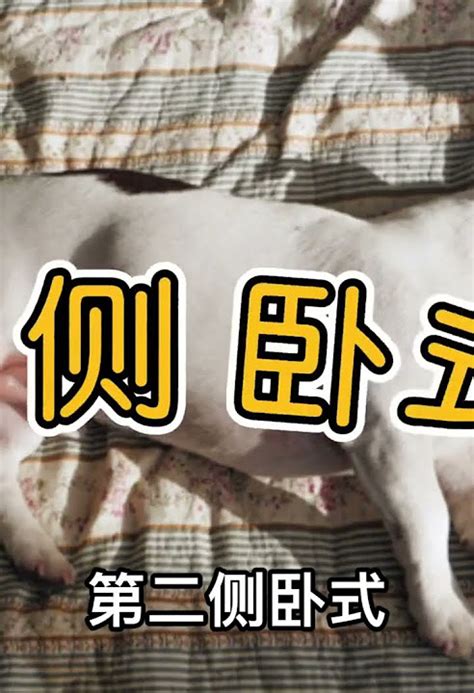 想知道狗狗爱不爱主人，过的好不好，看睡姿啊 004 Youtube