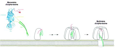 Mécanisme Dassemblage Des Monomères Dalpha Toxine Pour Former Un