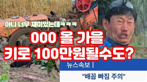 귀농한 산적 올가을 최악의 고구마 수확이 될듯 최악의 장마속에서 얼마나 살아남을지이렇게 비가 계속 내린다면최악의