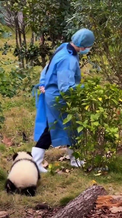 熊猫宝宝为什么都喜欢粘着奶爸奶妈呢大熊猫 熊猫宝宝 萌宠出道计划 萌到爆炸了💥 看一遍笑一遍 Youtube